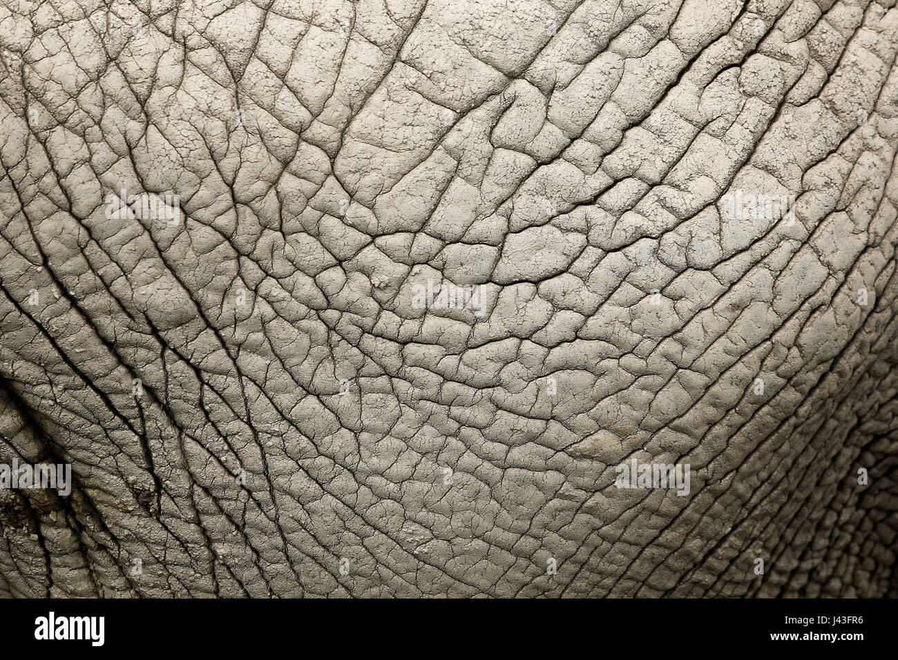 African Elephant Trunk Mouth Stockfotos und -bilder Kaufen - Alamy