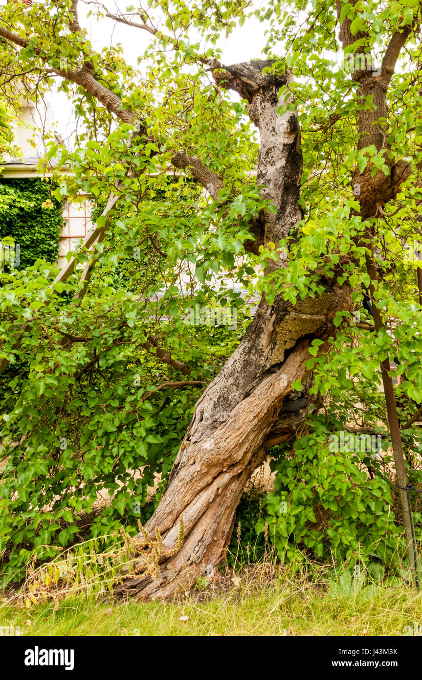 Der Maulbeerbaum im Garten von unten House, Haus von Charles Darwin in ...