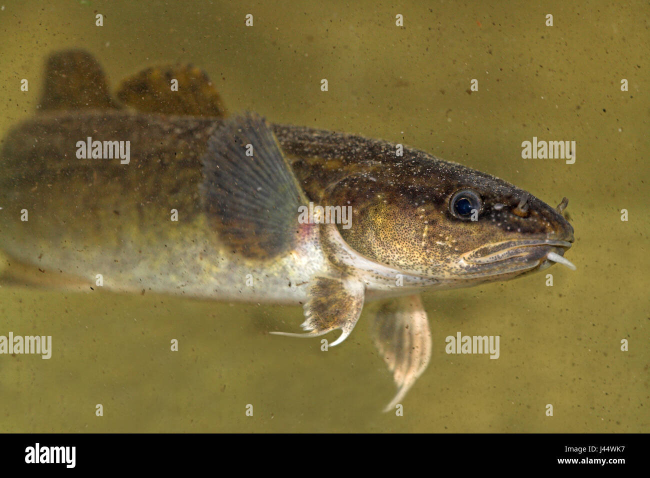 Lota lota fish -Fotos und -Bildmaterial in hoher Auflösung – Alamy