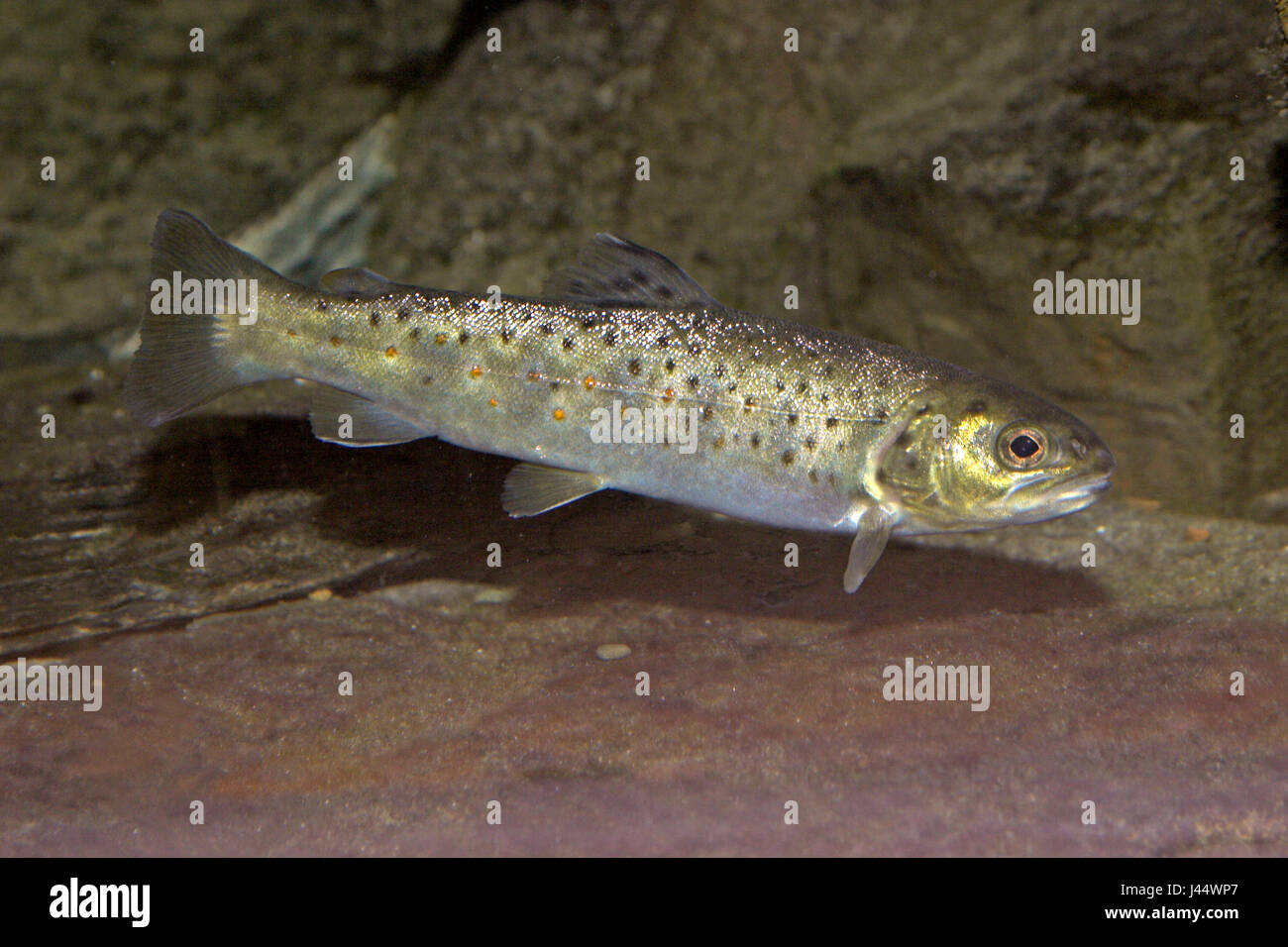 Die bachforelle -Fotos und -Bildmaterial in hoher Auflösung – Alamy