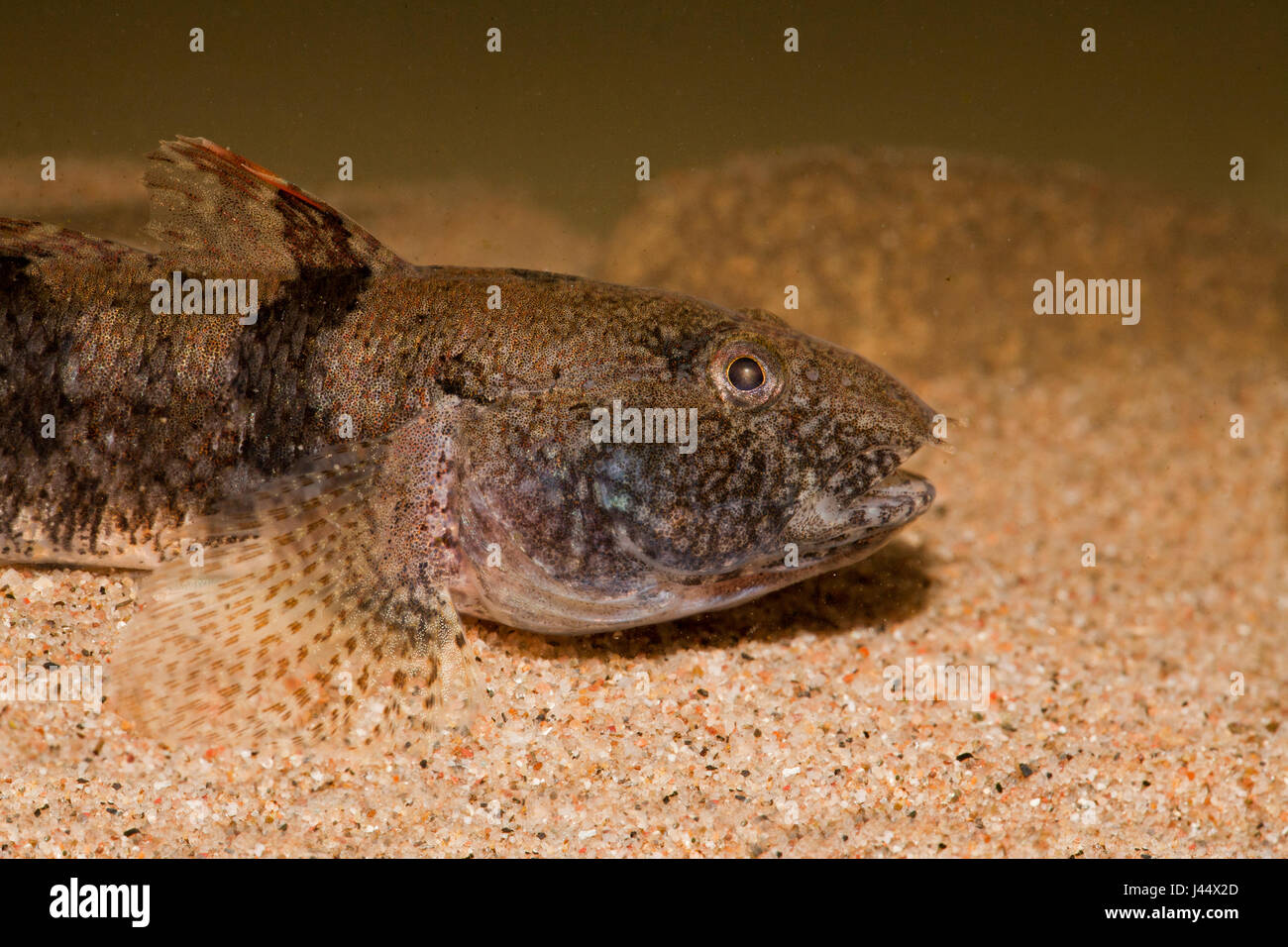 Tubenose goby -Fotos und -Bildmaterial in hoher Auflösung – Alamy