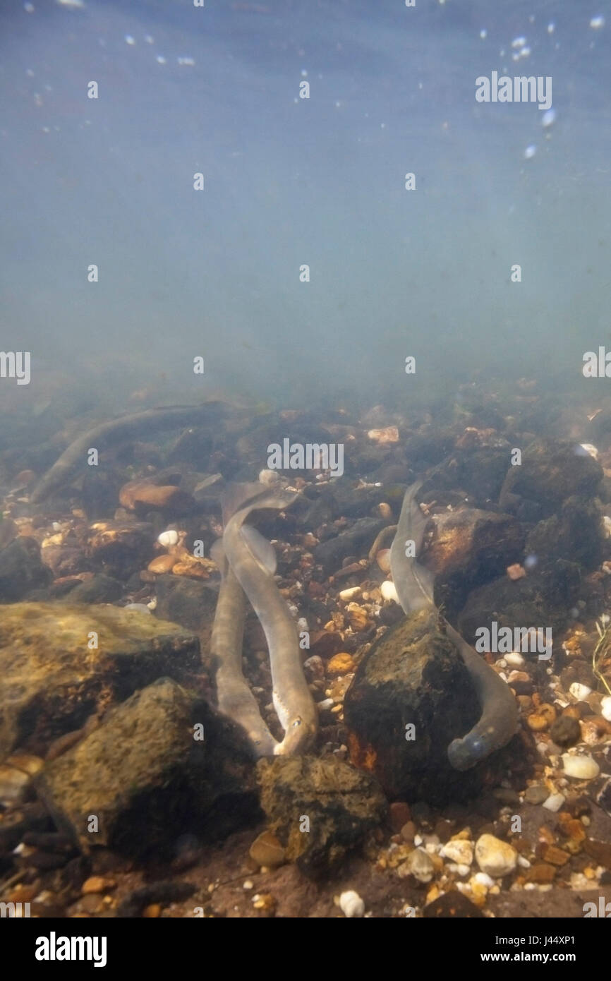 Fluss Neunaugen laichen bauseits in den Niederlanden, die Nestholes ...