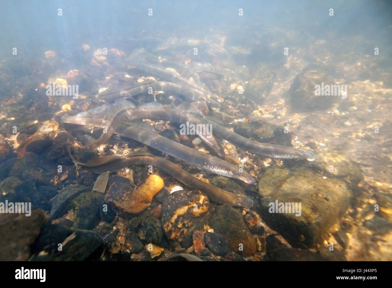Fluss Neunaugen laichen bauseits in den Niederlanden, die Nestholes ...