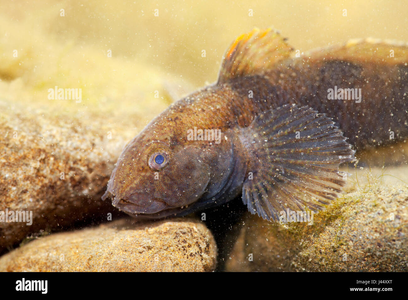 Tubenose goby -Fotos und -Bildmaterial in hoher Auflösung – Alamy