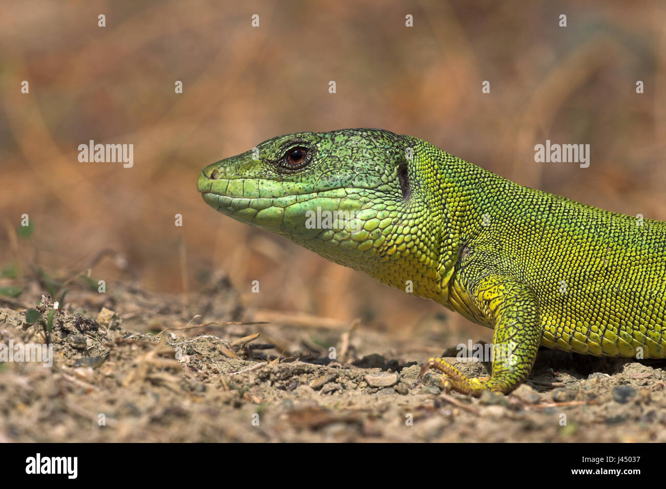 Lacerta trilineata balkan green lizard -Fotos und -Bildmaterial in ...