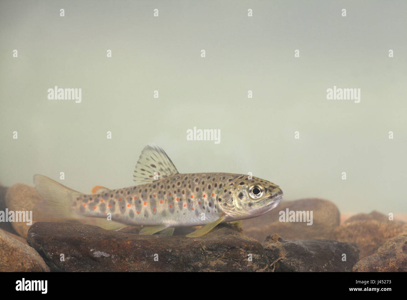 Die bachforelle -Fotos und -Bildmaterial in hoher Auflösung – Alamy