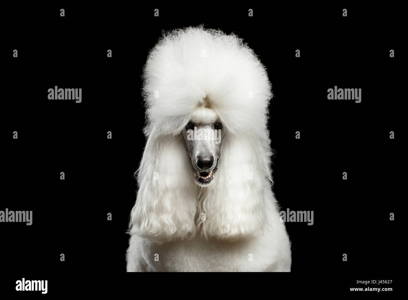 Black giant poodle -Fotos und -Bildmaterial in hoher Auflösung – Alamy