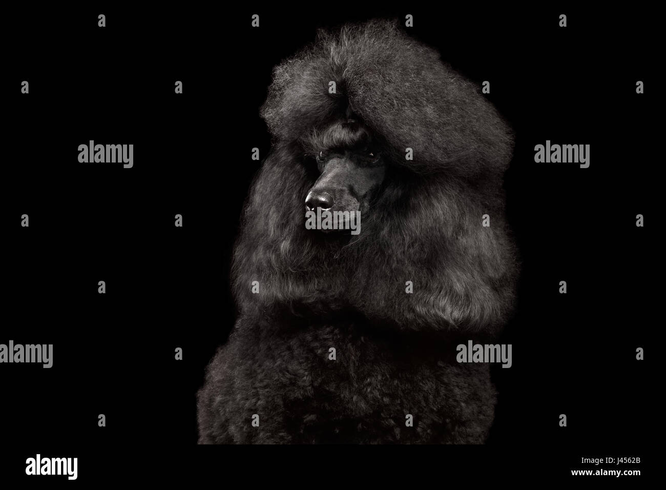 Black giant poodle -Fotos und -Bildmaterial in hoher Auflösung – Alamy