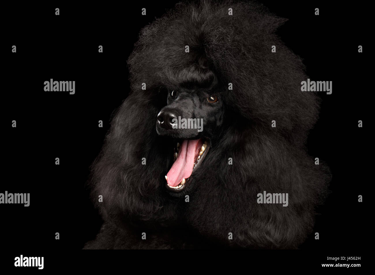 Riesiger pudel -Fotos und -Bildmaterial in hoher Auflösung – Alamy