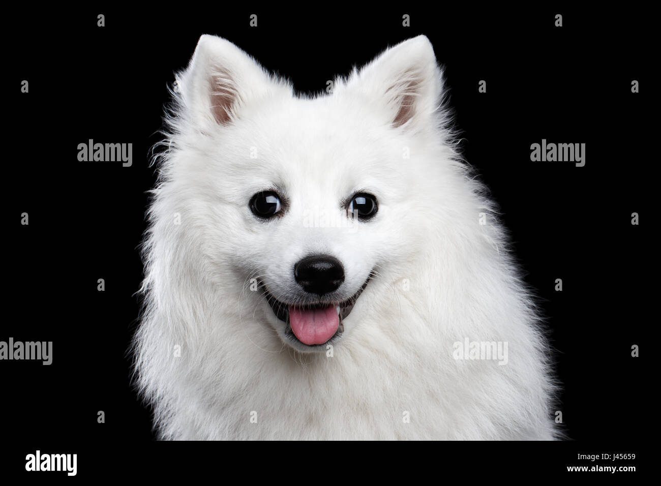 Japanischer spitz -Fotos und -Bildmaterial in hoher Auflösung – Alamy