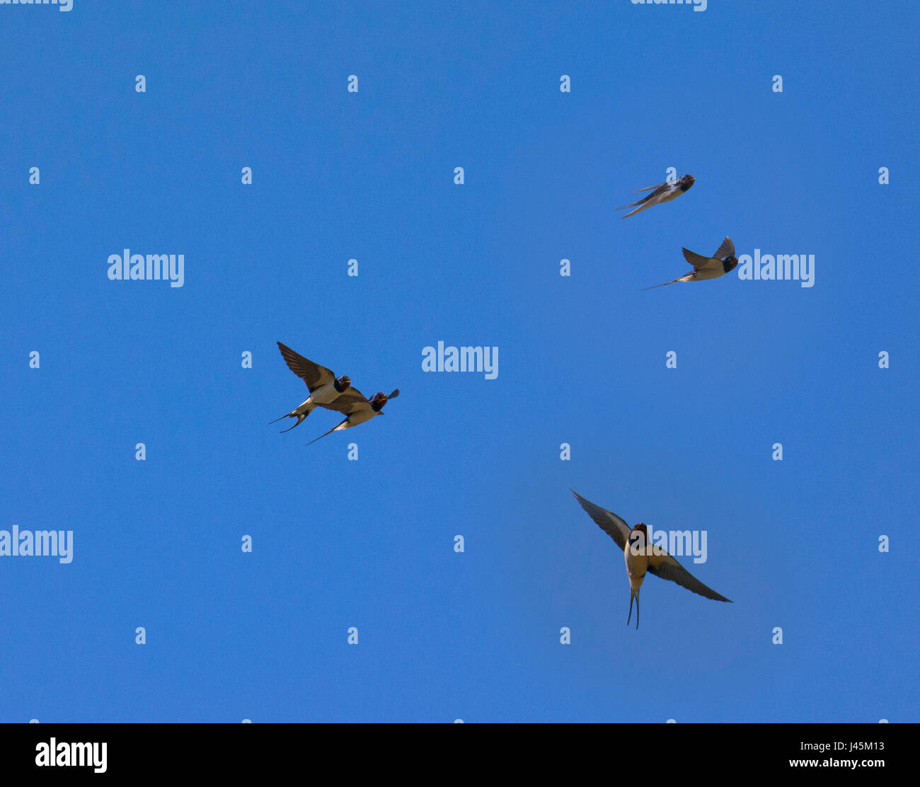 Flug von schwalben -Fotos und -Bildmaterial in hoher Auflösung – Alamy