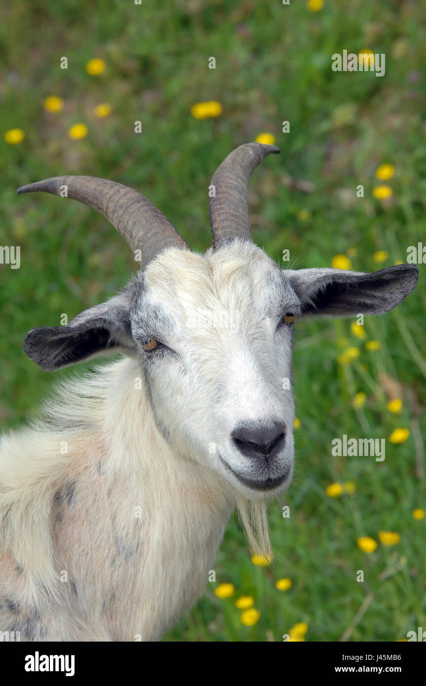 Ziegenbock mit langen hörnern -Fotos und -Bildmaterial in hoher ...