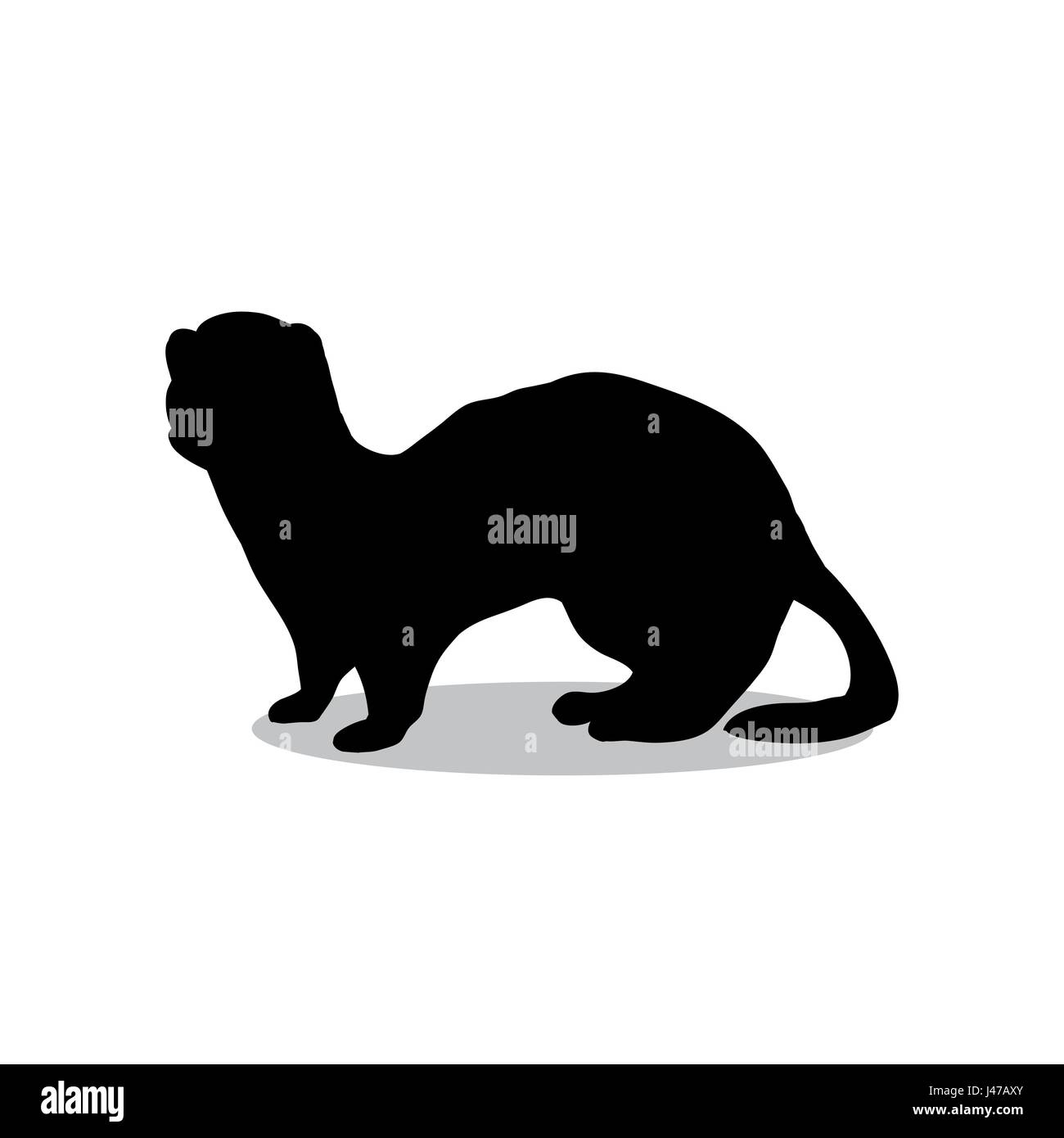 Frettchen Wiesel Hermelin Säugetier schwarze Silhouette Tier Stock ...