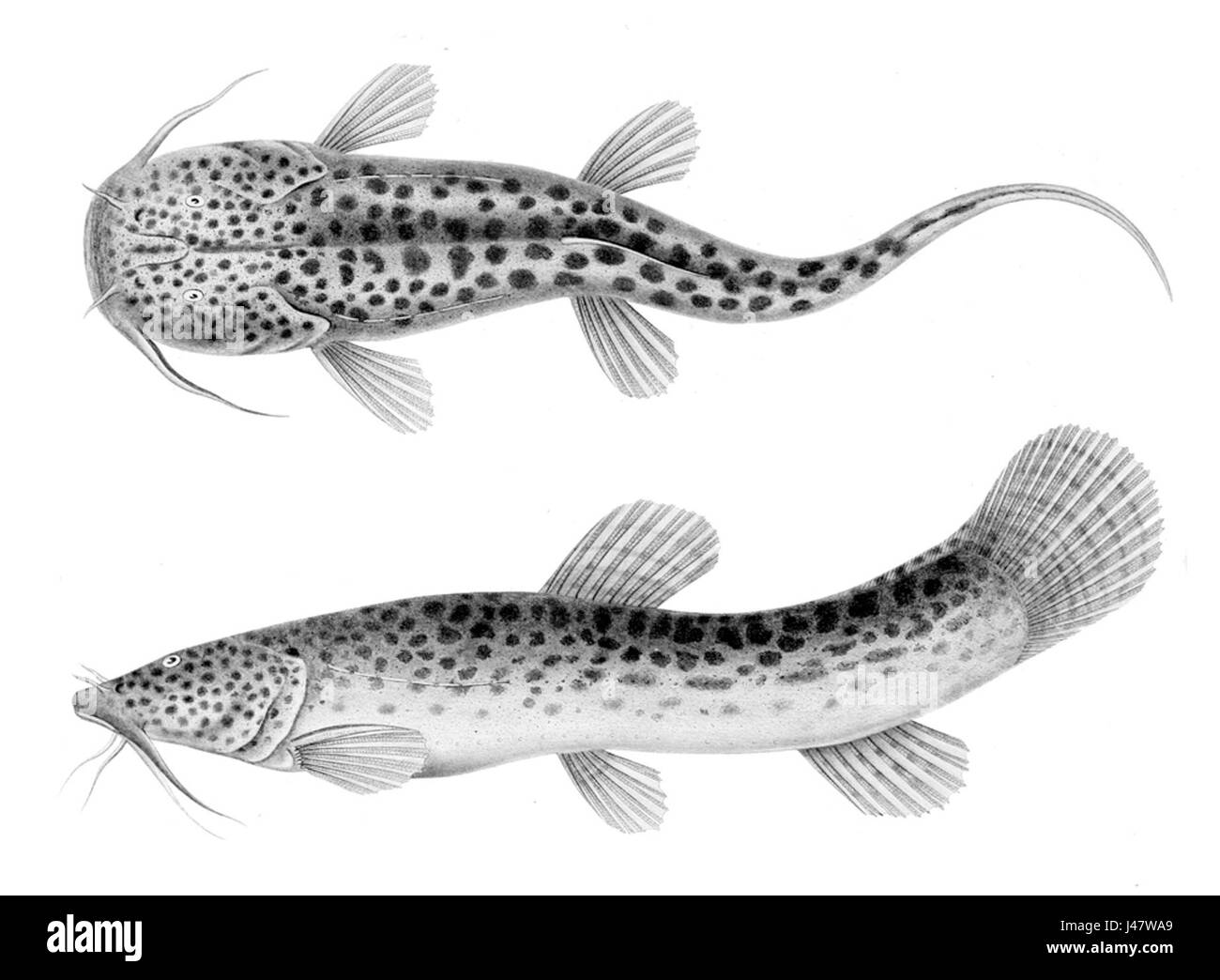 Nematogenys inermis -Fotos und -Bildmaterial in hoher Auflösung – Alamy