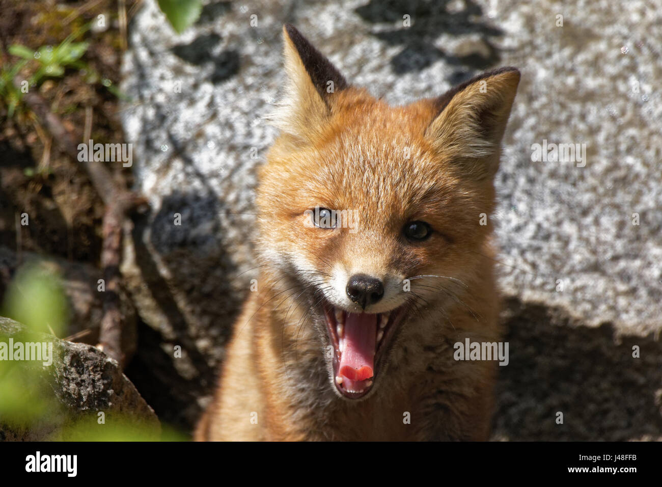 Fuchs rotfuchs tier wildtier im wald -Fotos und -Bildmaterial in hoher ...