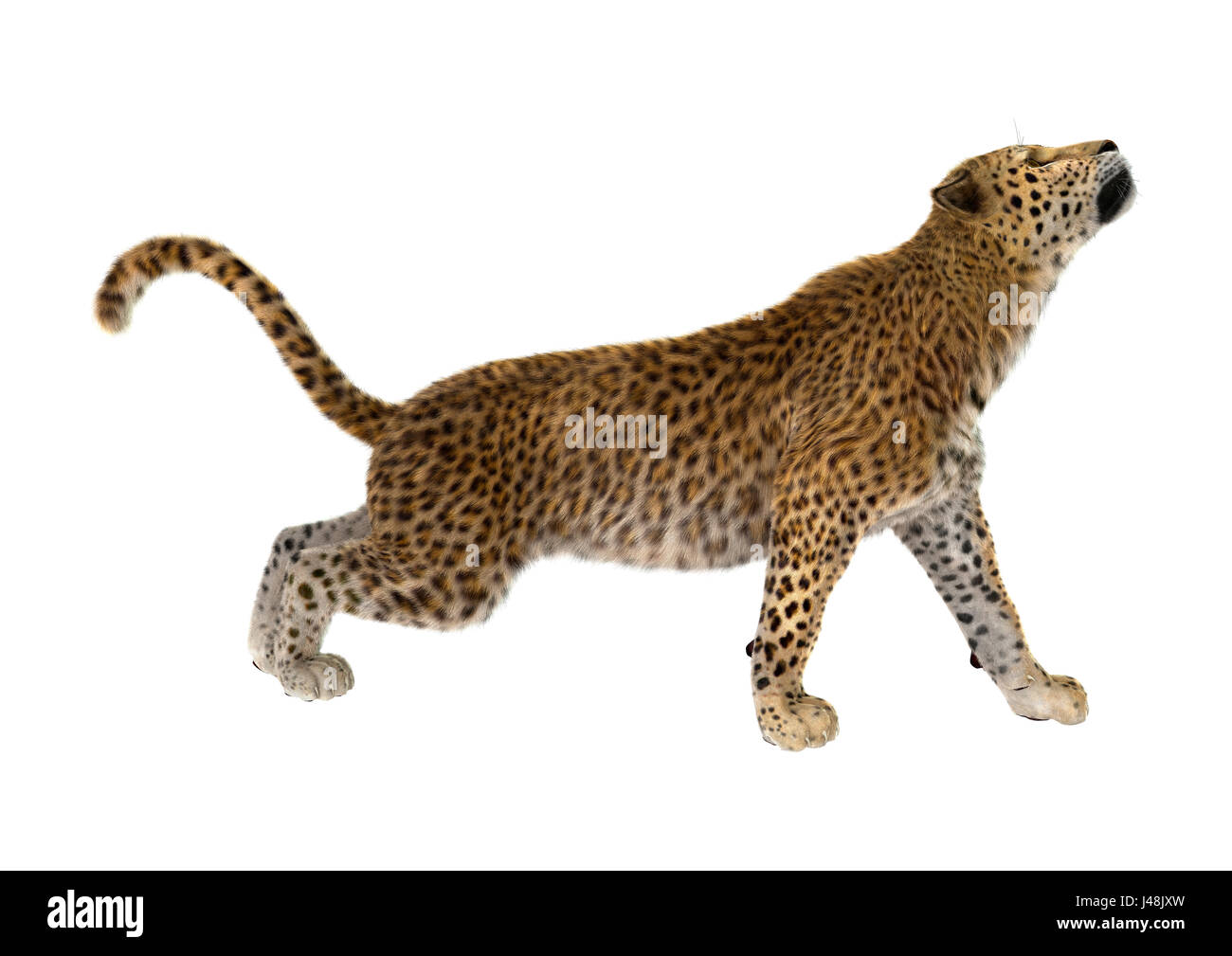 Leopard stretching cat -Fotos und -Bildmaterial in hoher Auflösung – Alamy