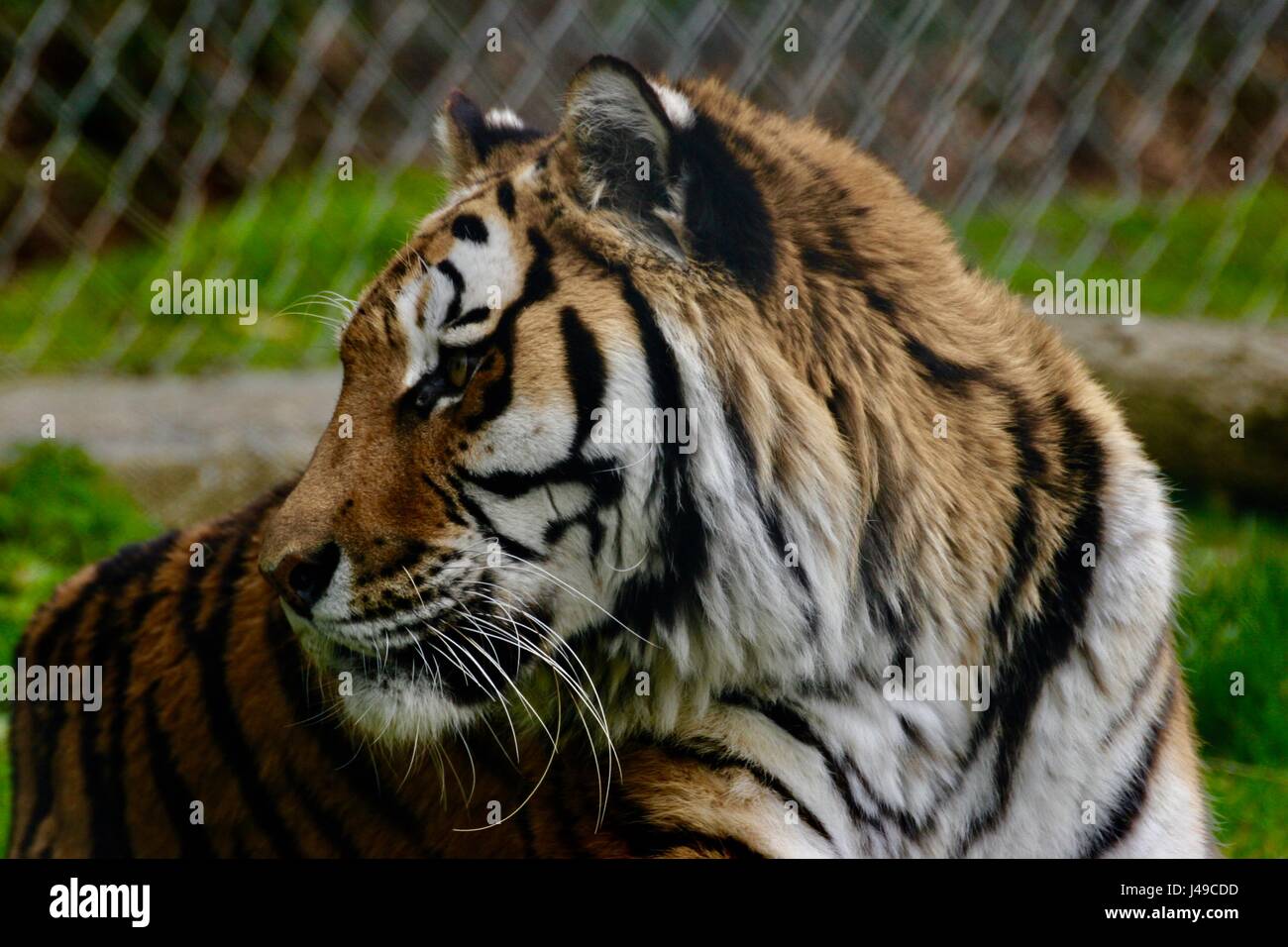Dartmoor zoologischer park -Fotos und -Bildmaterial in hoher Auflösung – Alamy