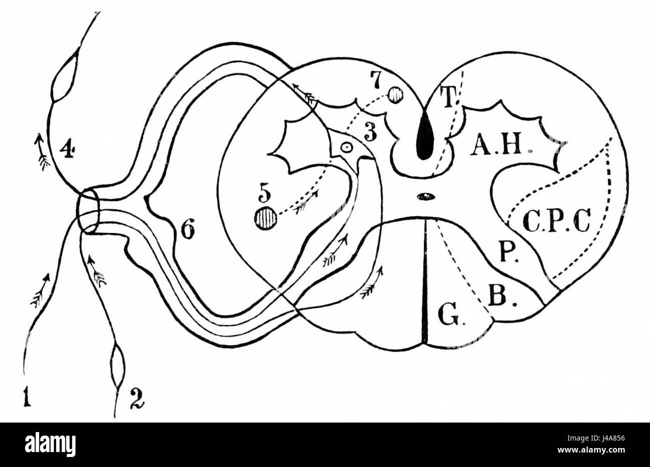 Nervöser reflexbogen -Fotos und -Bildmaterial in hoher Auflösung – Alamy