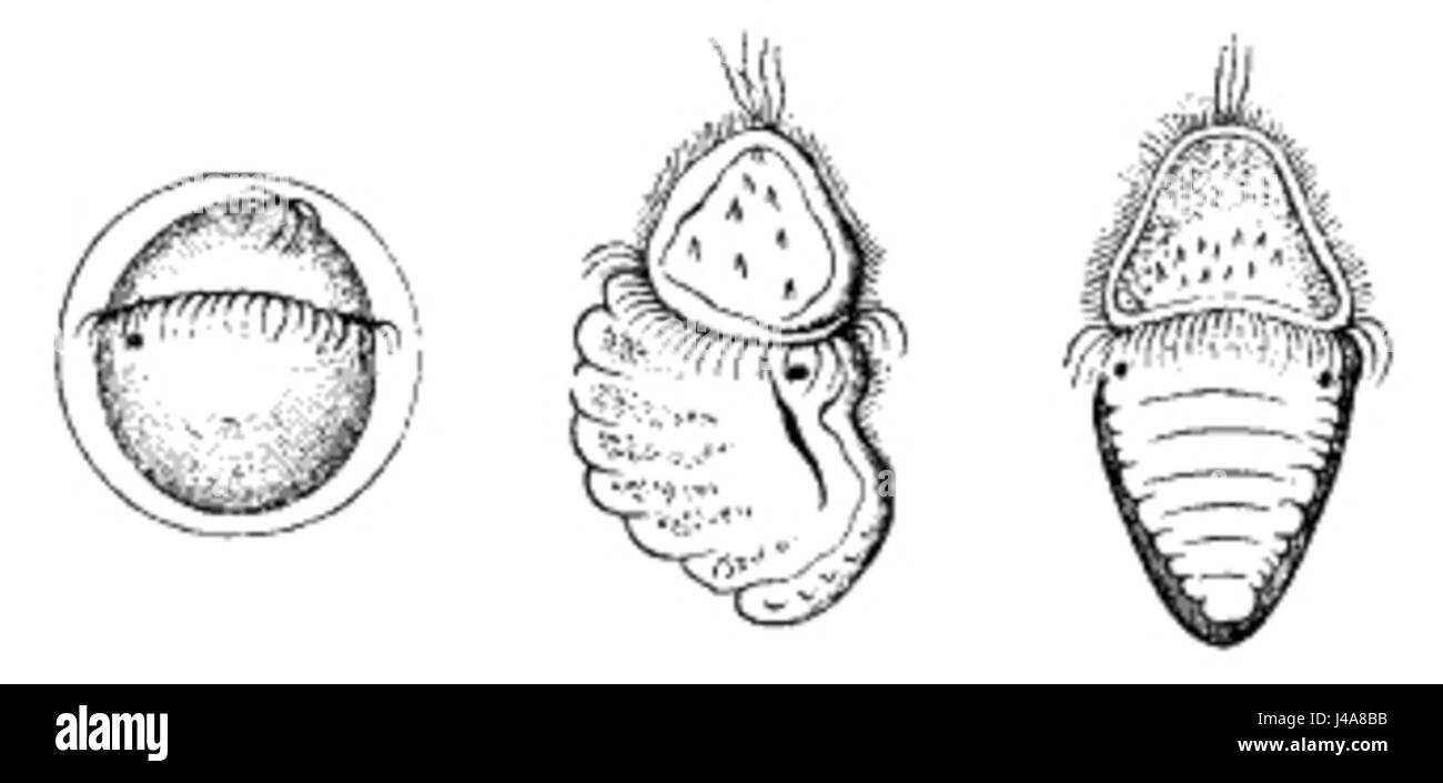 Ontogenese auch ontogenese oder morphogenese Schwarzweiß-Stockfotos und ...