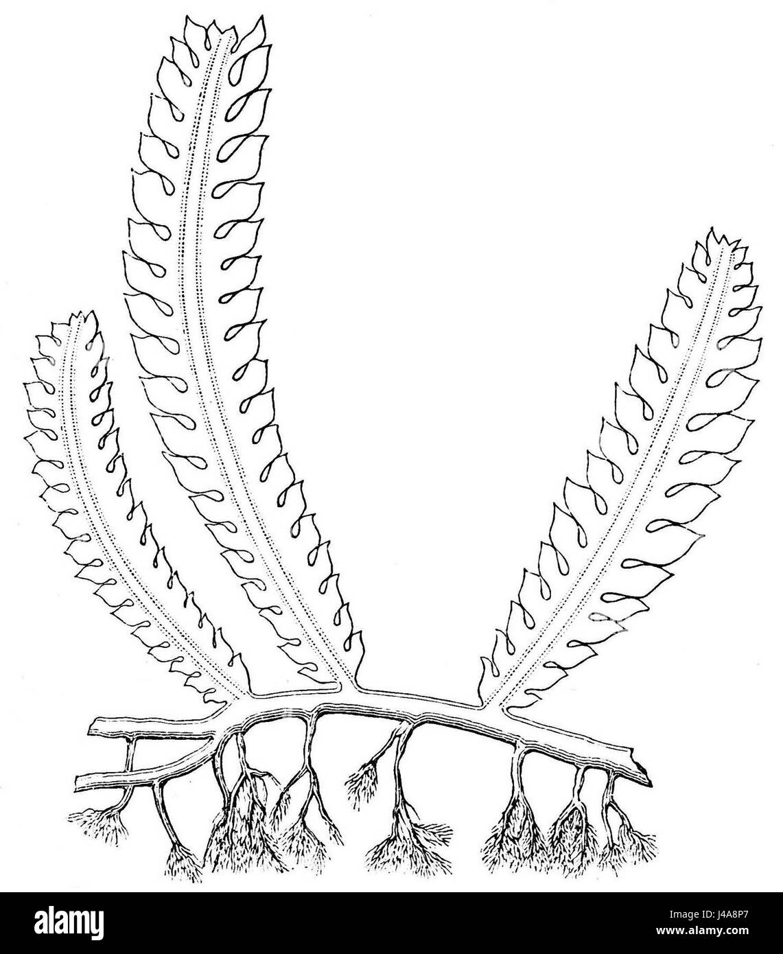 Einzellige alge -Fotos und -Bildmaterial in hoher Auflösung – Alamy