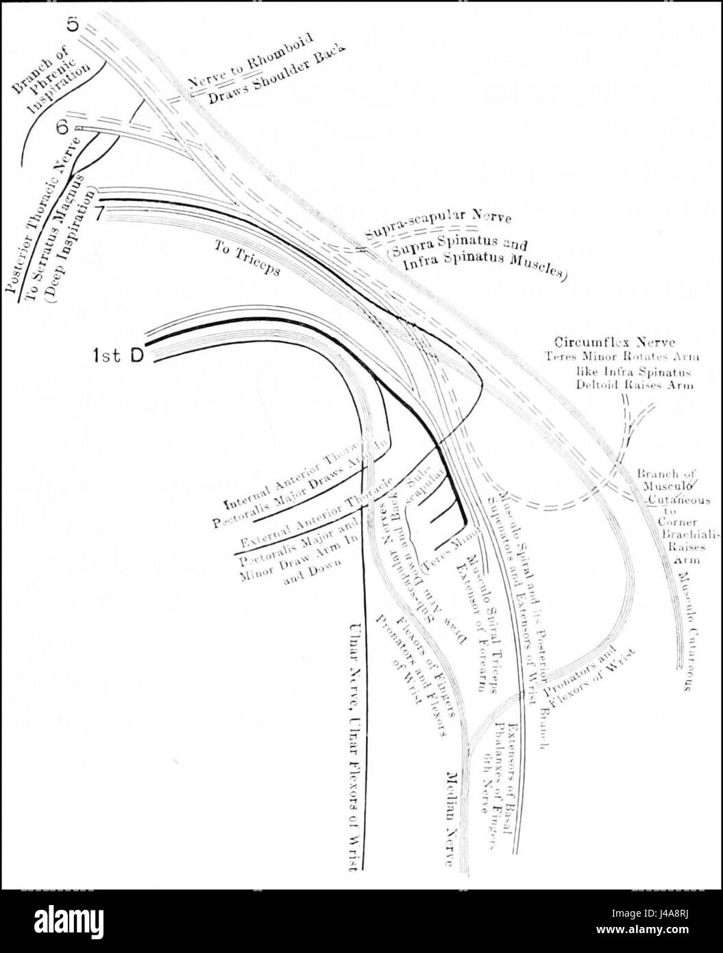 Dieses Diagramm von PSM V42 D782 zeigt den Plexus brachialis und zeigt ...