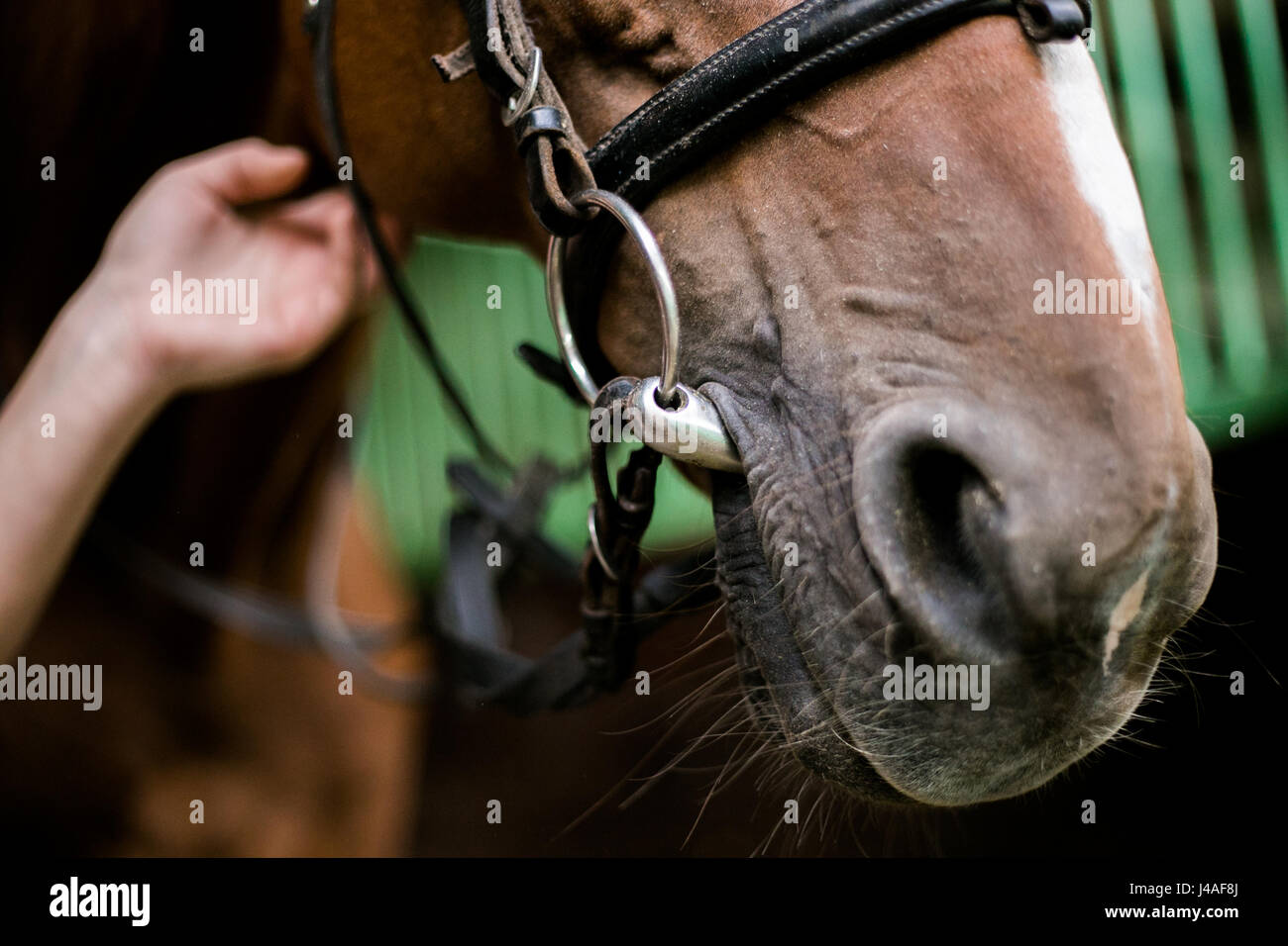 Pferde mund -Fotos und -Bildmaterial in hoher Auflösung – Alamy
