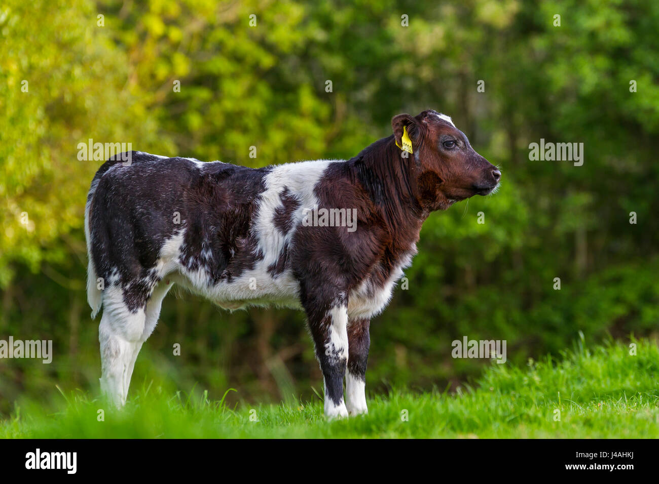Kalb Kuh Calf Cow Stockfotos und -bilder Kaufen - Alamy
