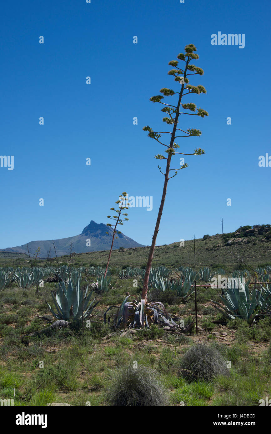 Sisal Farm Stockfotos und -bilder Kaufen - Alamy