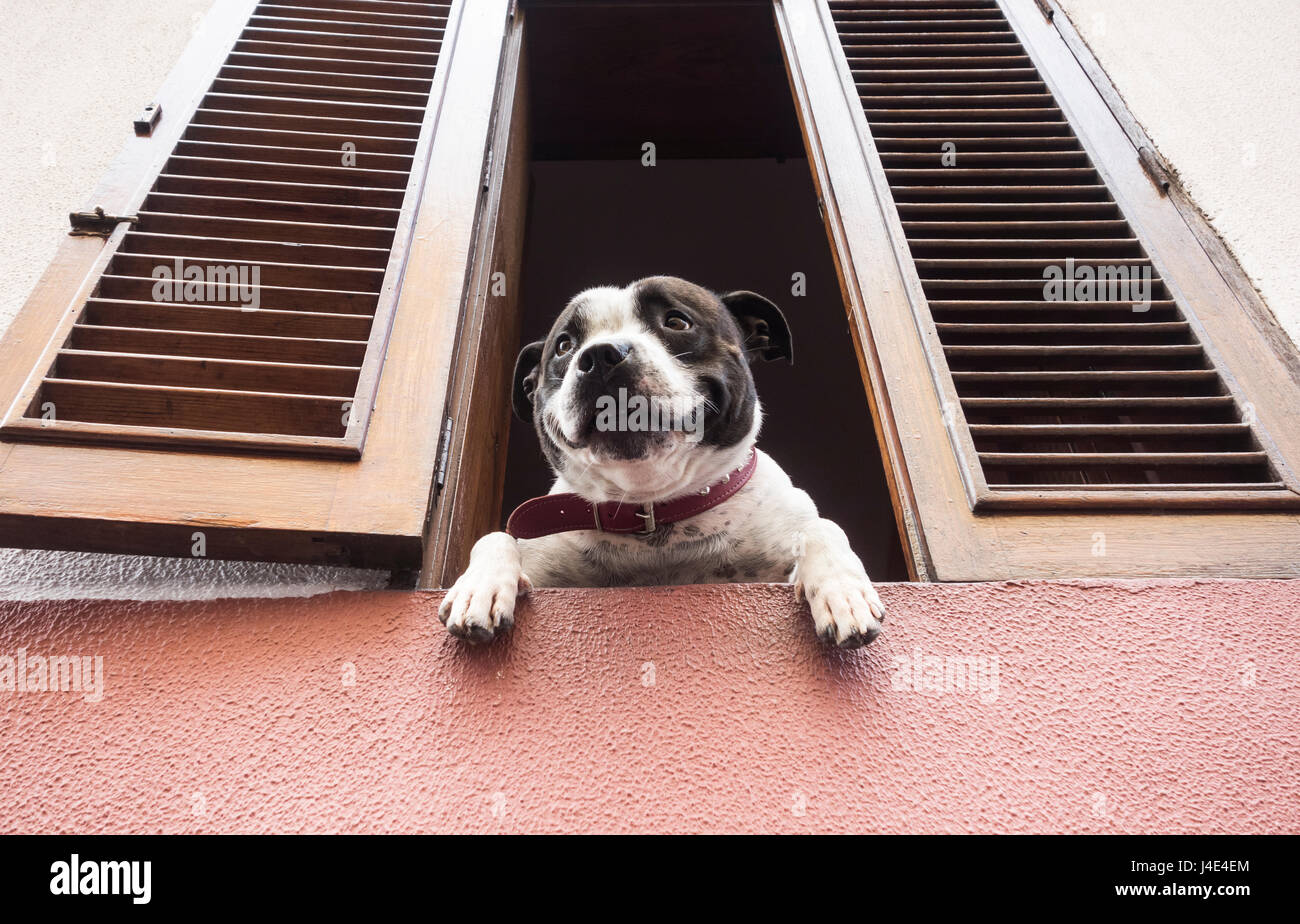 Fabelhafte Hund Zu Warm In Der Wohnung Fotosnull