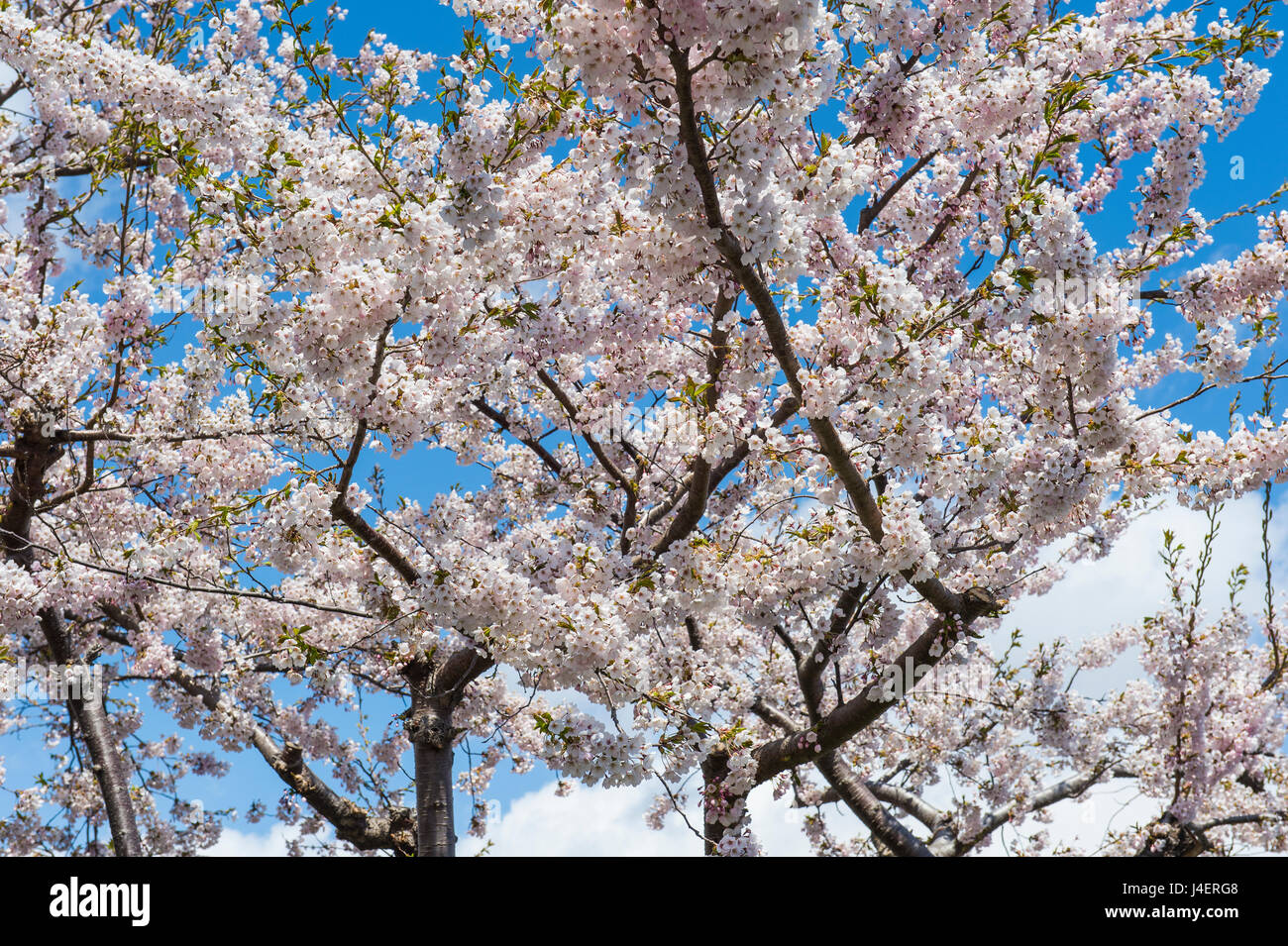 Asien kirschbaum -Fotos und -Bildmaterial in hoher Auflösung – Alamy