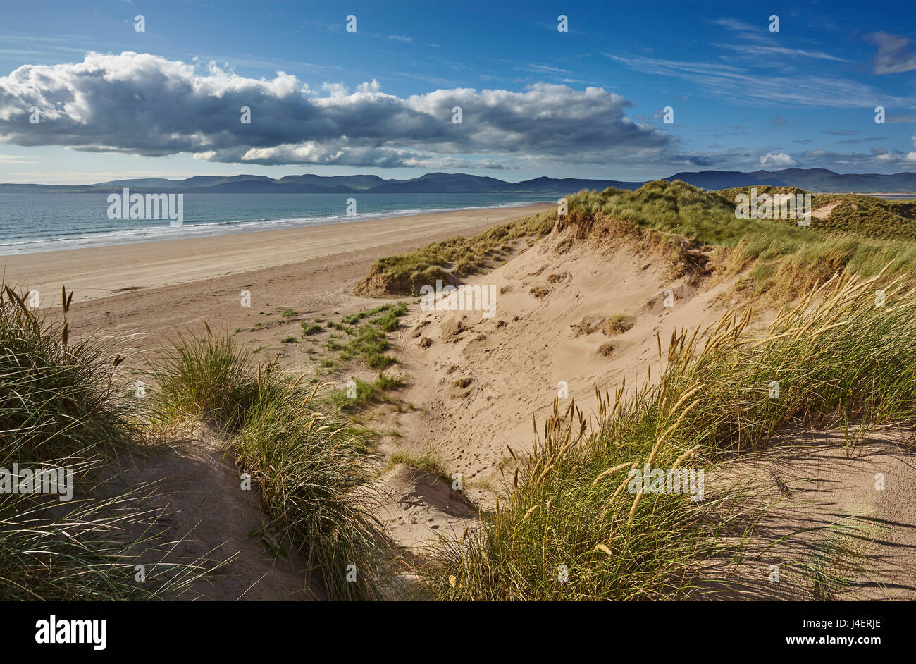 Sanddünen am Rossbeigh Strand, Ring of Kerry, County Kerry, Munster ...