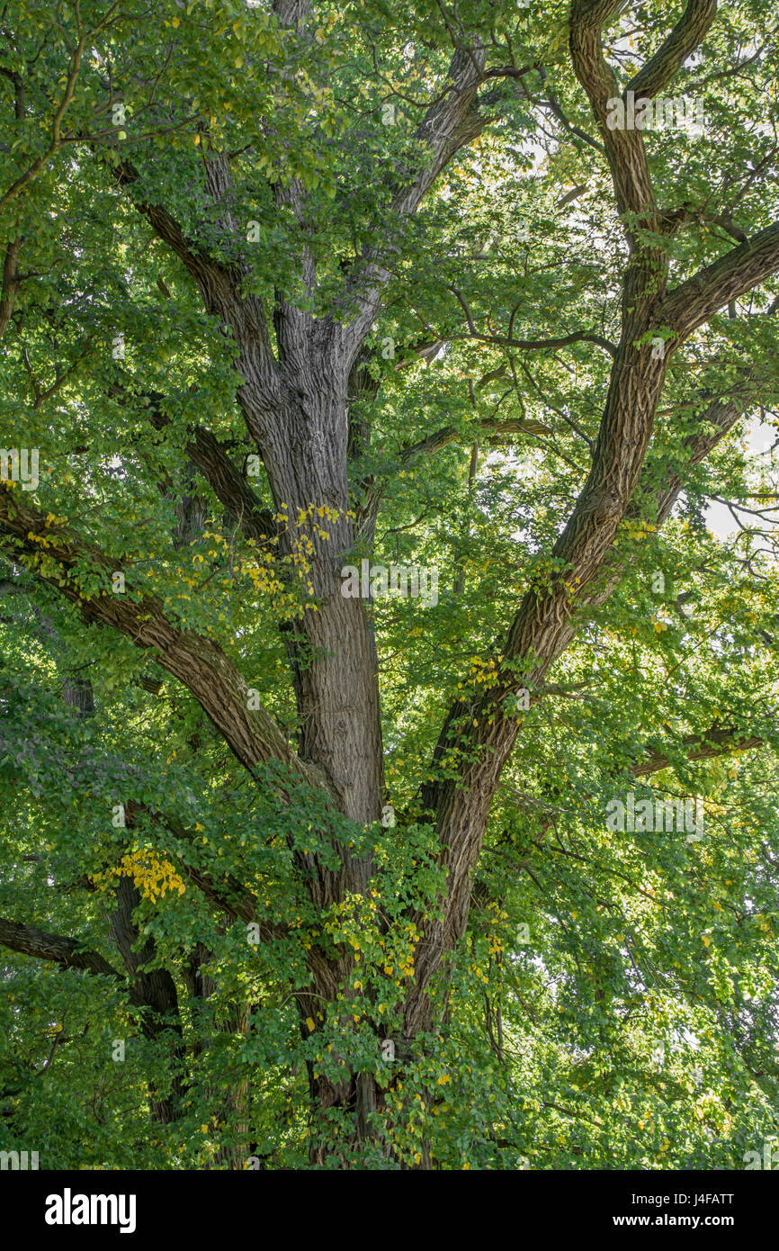 Ulme blätter -Fotos und -Bildmaterial in hoher Auflösung – Alamy
