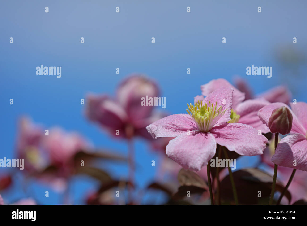 Blühende clematis -Fotos und -Bildmaterial in hoher Auflösung – Alamy