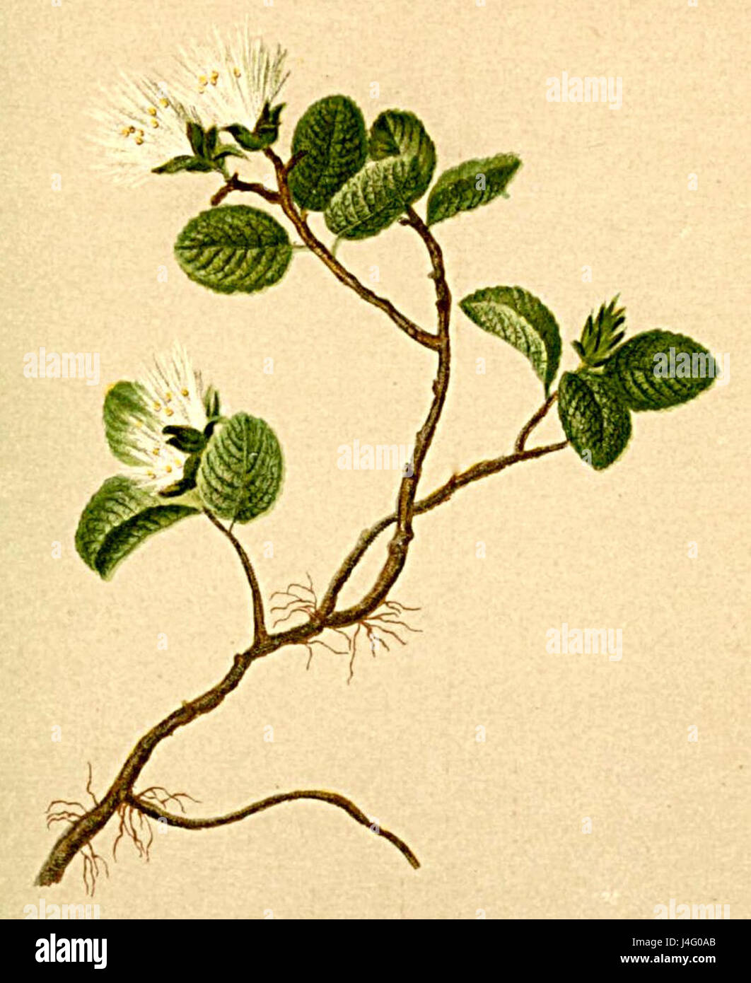 Eine Illustration von Salix herbacea aus dem Jahr 1882, allgemein ...
