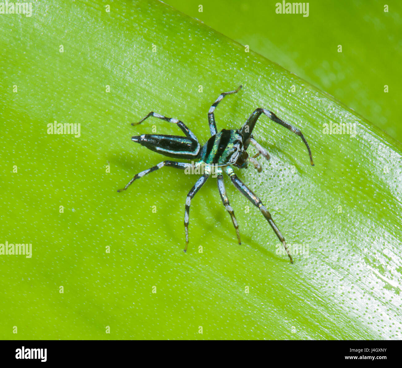 Cosmophasis micarioides -Fotos und -Bildmaterial in hoher Auflösung – Alamy