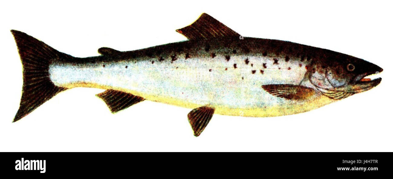 Salmo Salar Illustration Stockfotos und -bilder Kaufen - Alamy