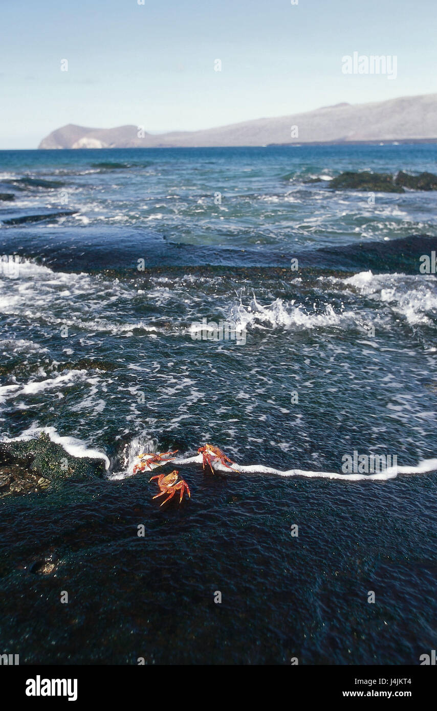 Sally james -Fotos und -Bildmaterial in hoher Auflösung – Alamy