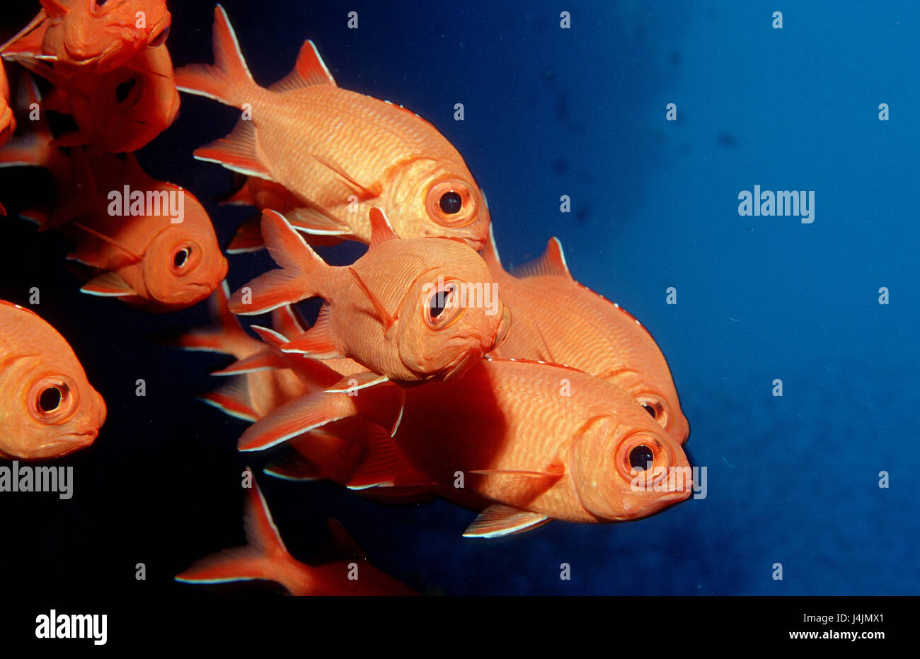 Soldiers fish -Fotos und -Bildmaterial in hoher Auflösung – Alamy