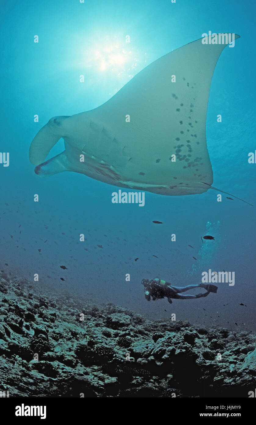 Taucher rochen -Fotos und -Bildmaterial in hoher Auflösung – Alamy