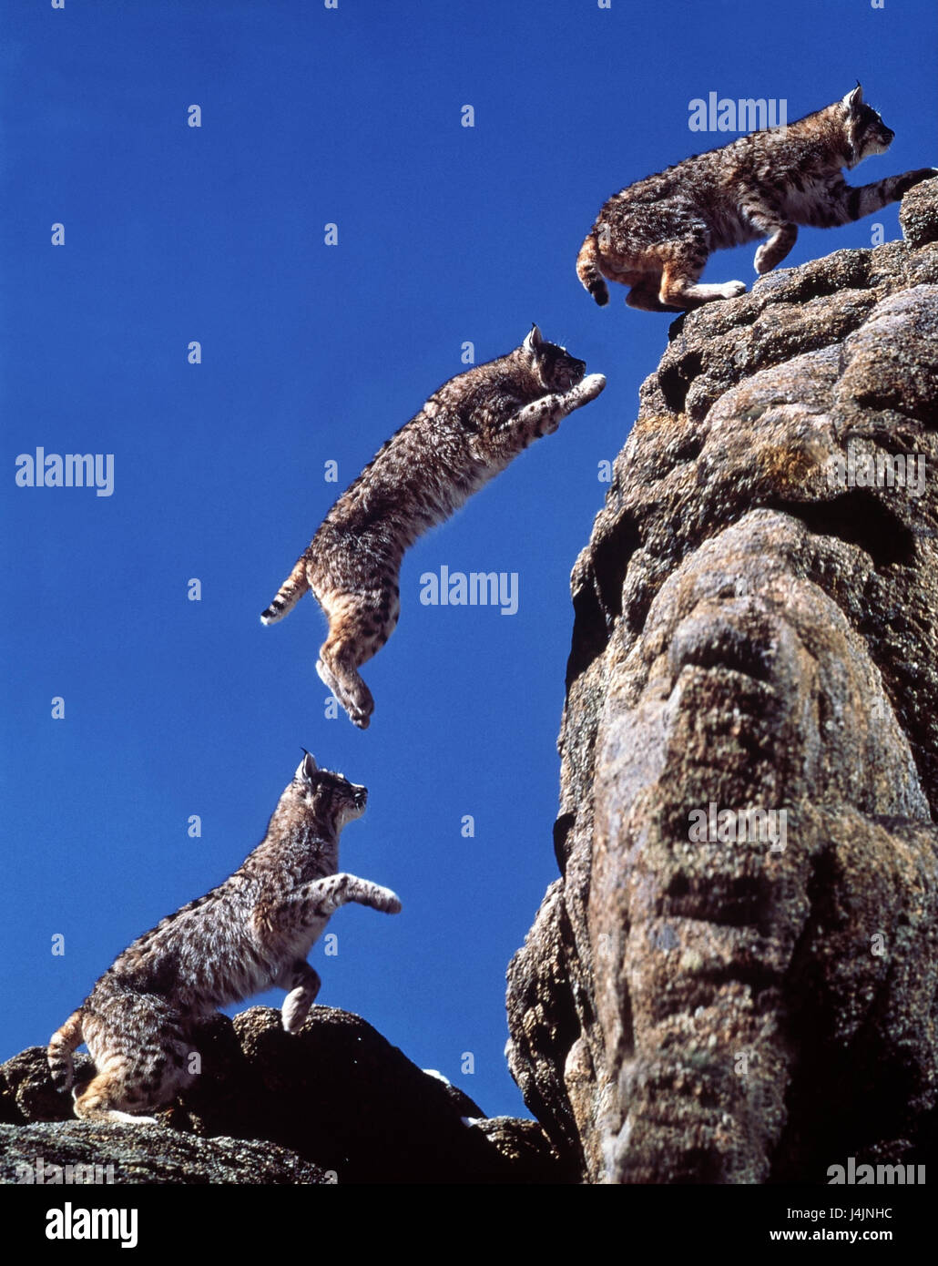 Red lynxes -Fotos und -Bildmaterial in hoher Auflösung – Alamy