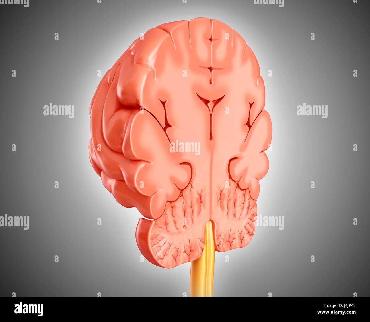 Illustration des menschlichen Gehirns Querschnitt Stockfotografie - Alamy Illustration des menschlichen Gehirns Querschnitt Stockfotografie - Alamy