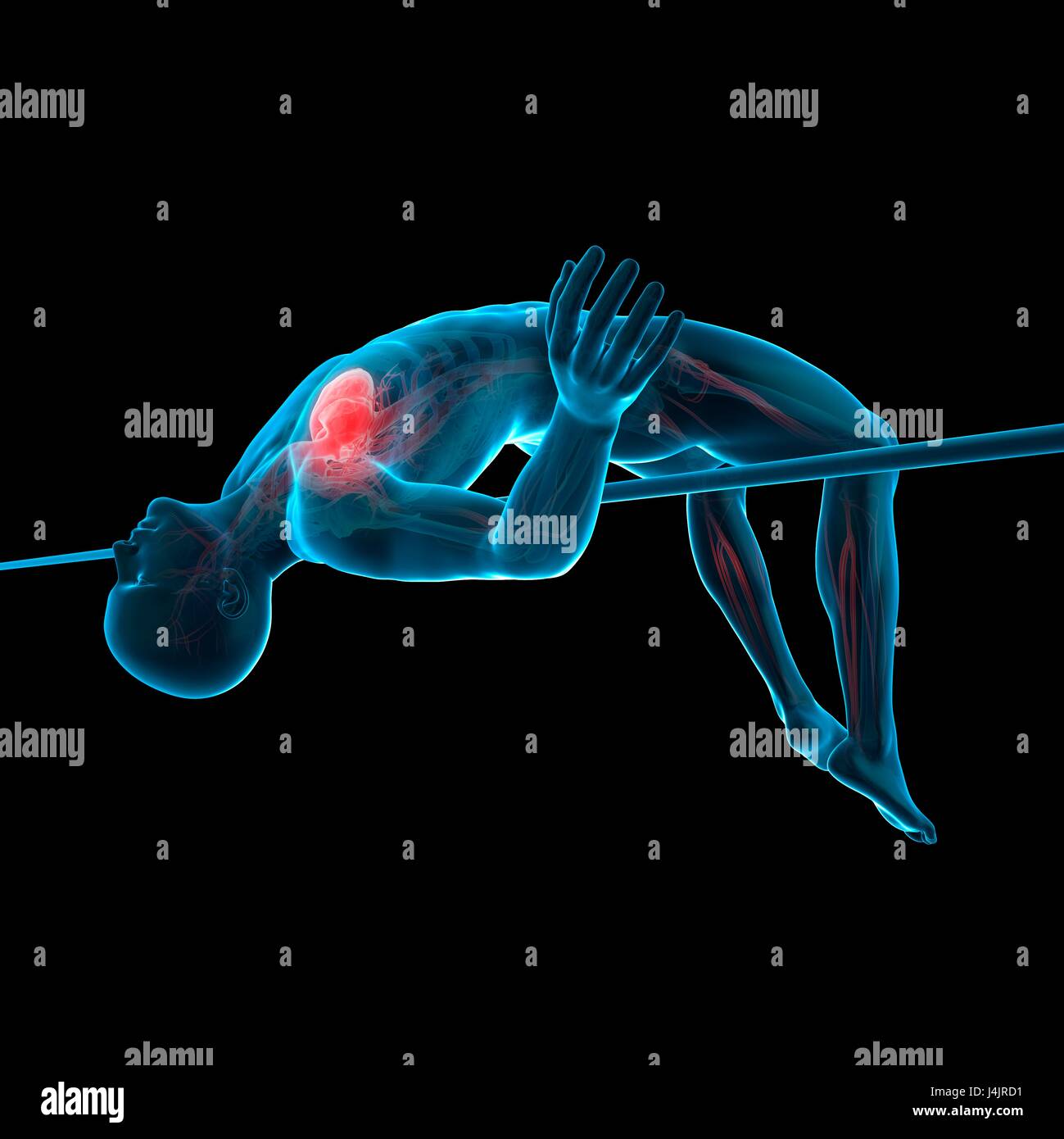 Anatomie des Menschen hoch springen, Abbildung Stockfotografie - Alamy