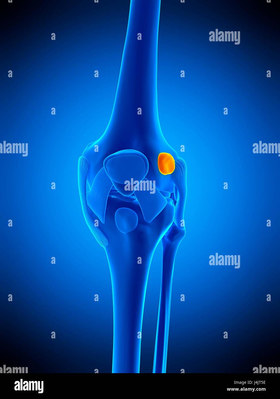 Tractus Iliotibialis Stockfotos und -bilder Kaufen - Alamy