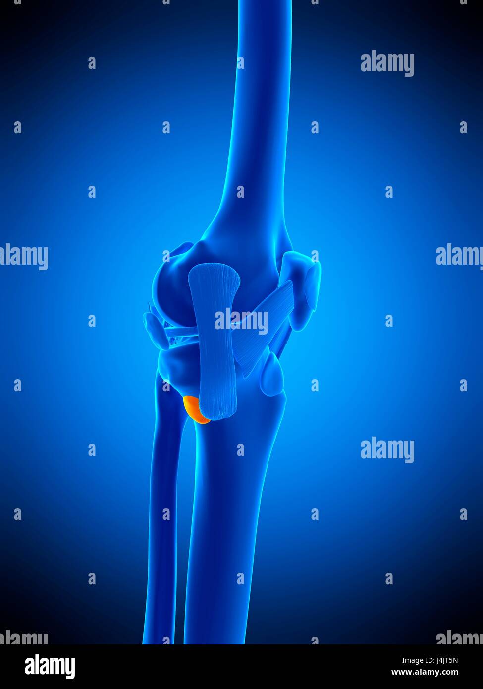 Knee bursa -Fotos und -Bildmaterial in hoher Auflösung – Alamy