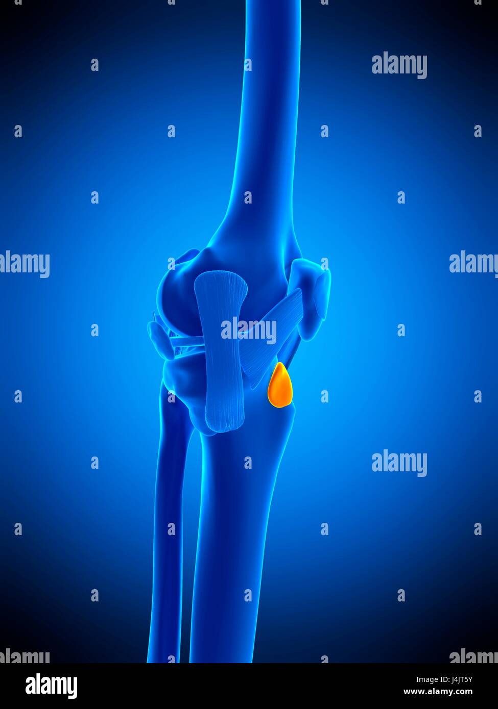 Knee Bursa Stockfotos und -bilder Kaufen - Alamy