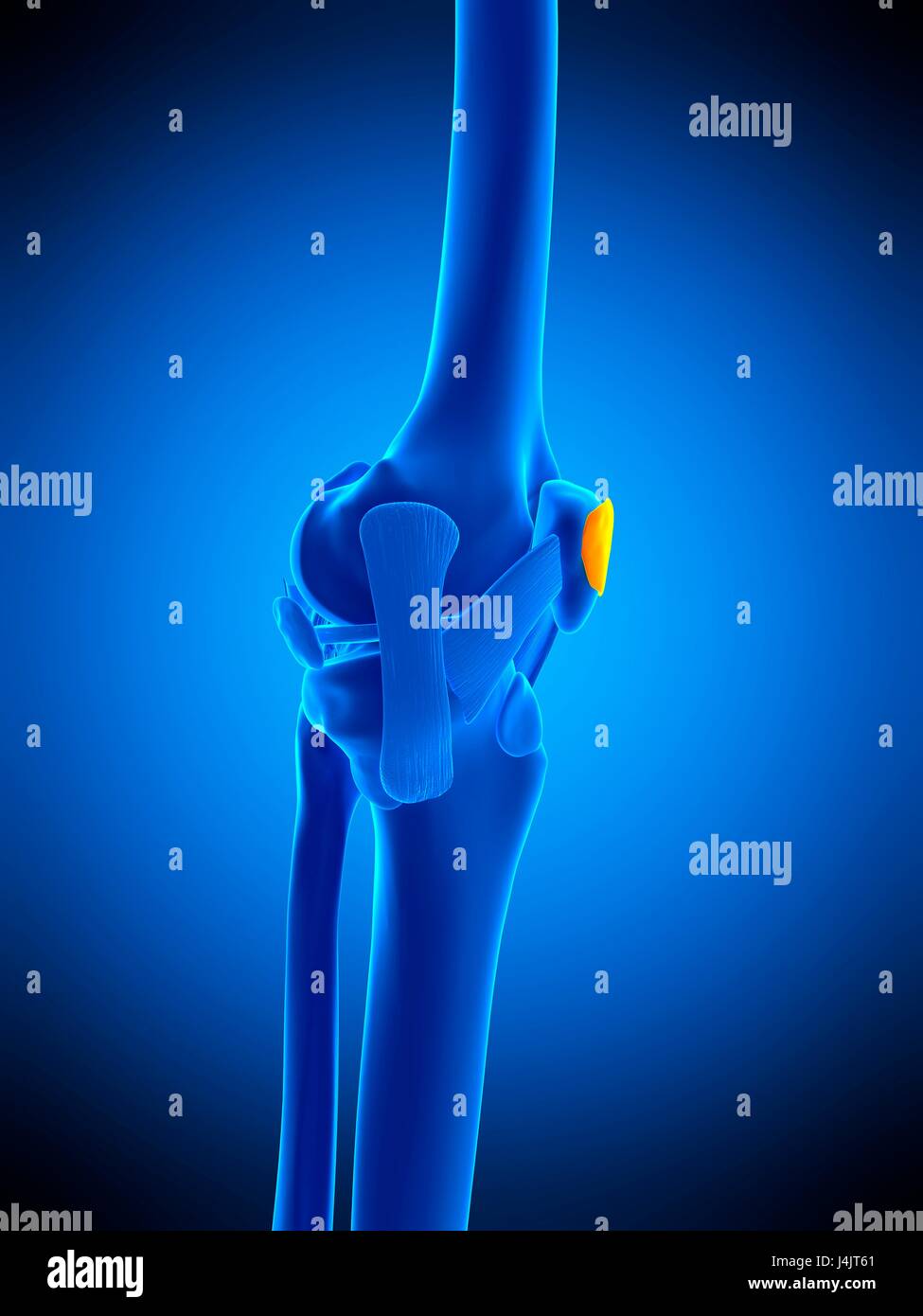 Knee bursa -Fotos und -Bildmaterial in hoher Auflösung – Alamy