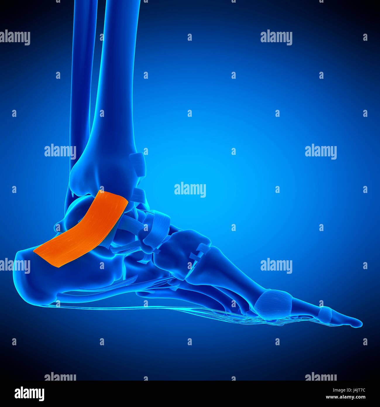 Flexor retinaculum -Fotos und -Bildmaterial in hoher Auflösung – Alamy