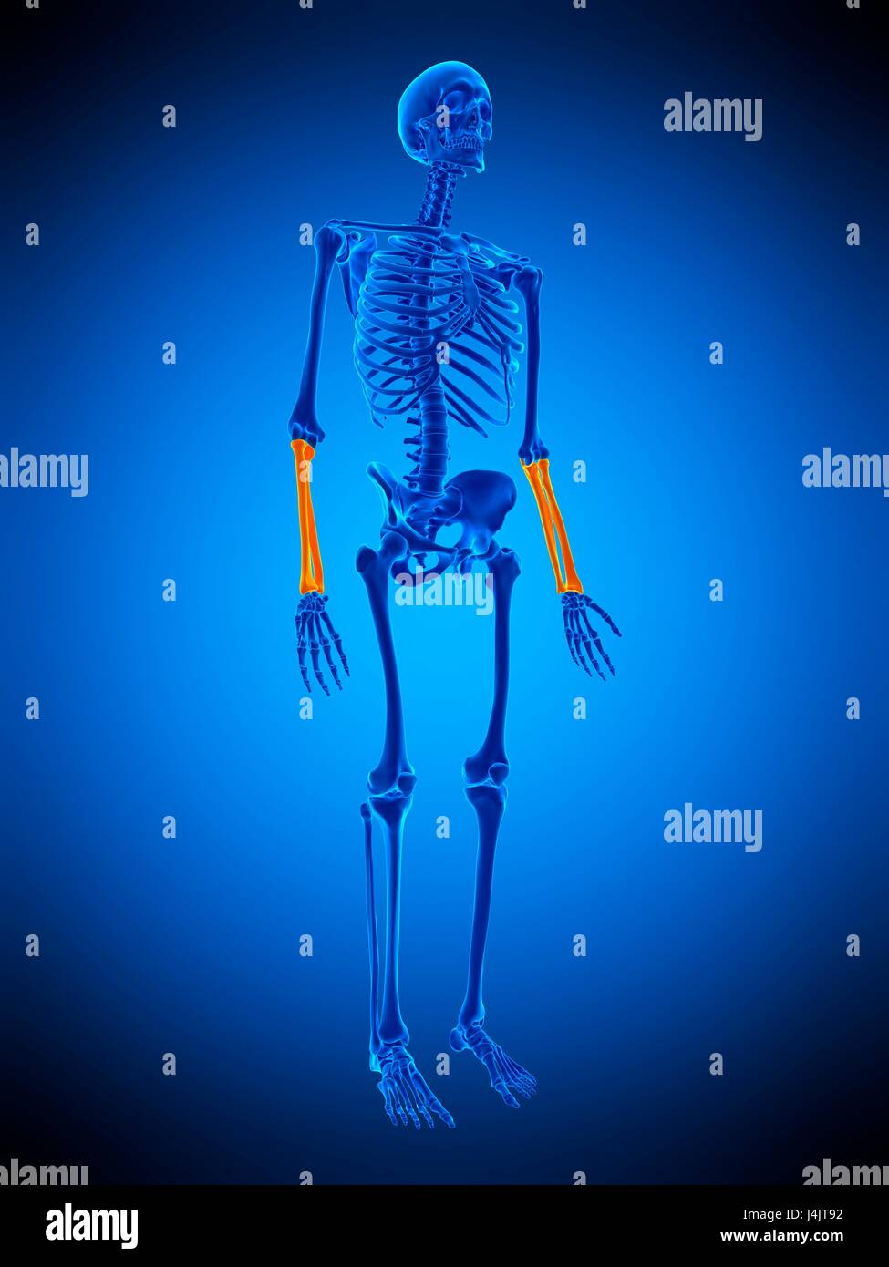 Abbildung der untere Arm Knochen Stockfotografie - Alamy