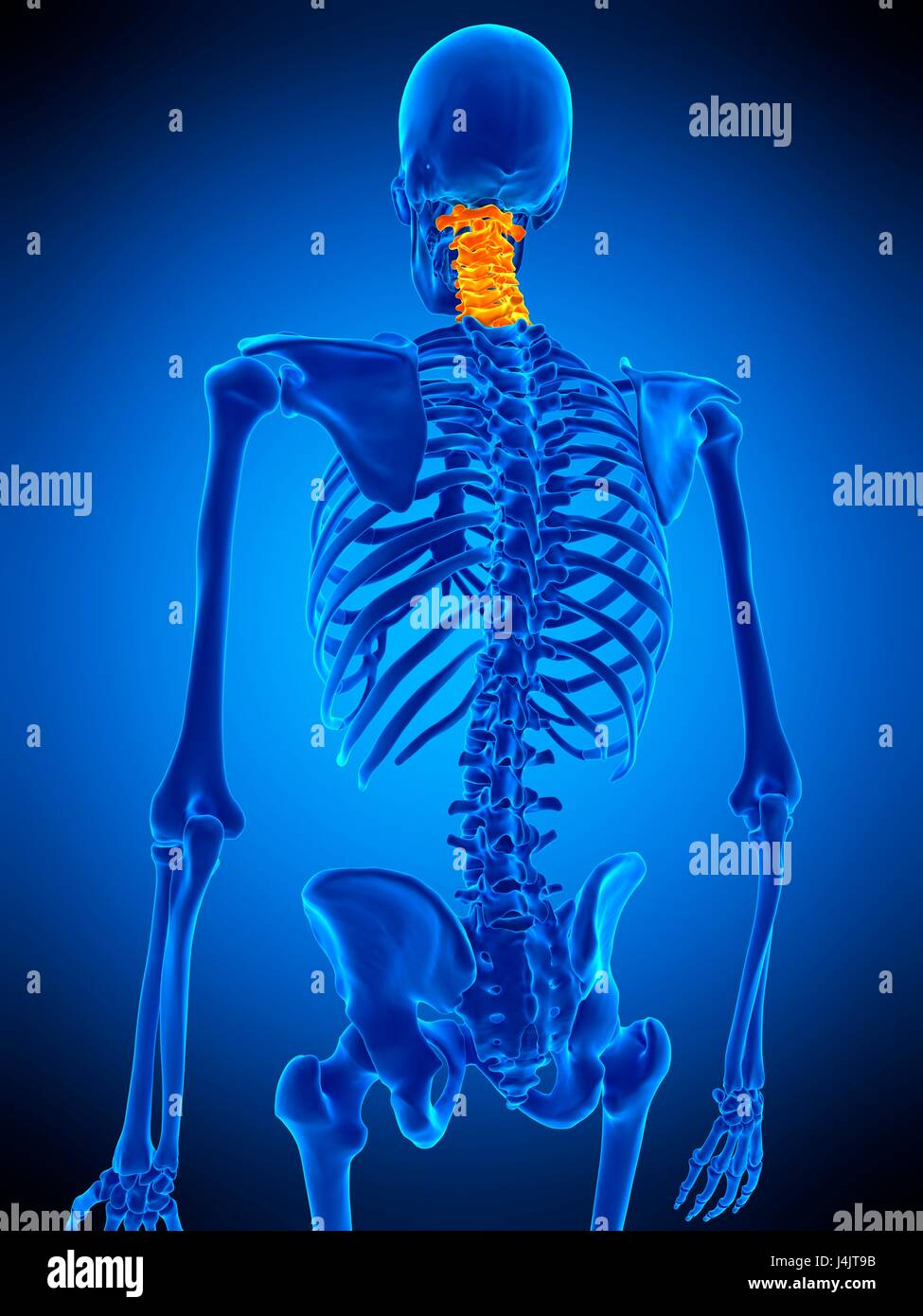 Knochen kopf hals anatomie biologie -Fotos und -Bildmaterial in hoher ...