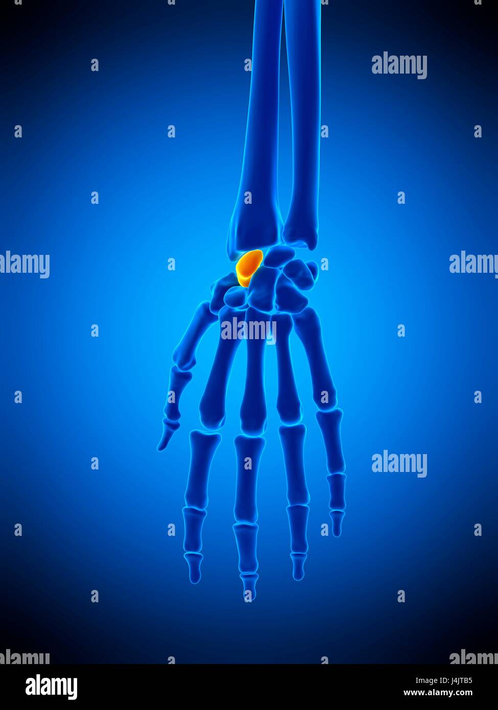 Beispiel für das Kahnbein Stockfotografie - Alamy